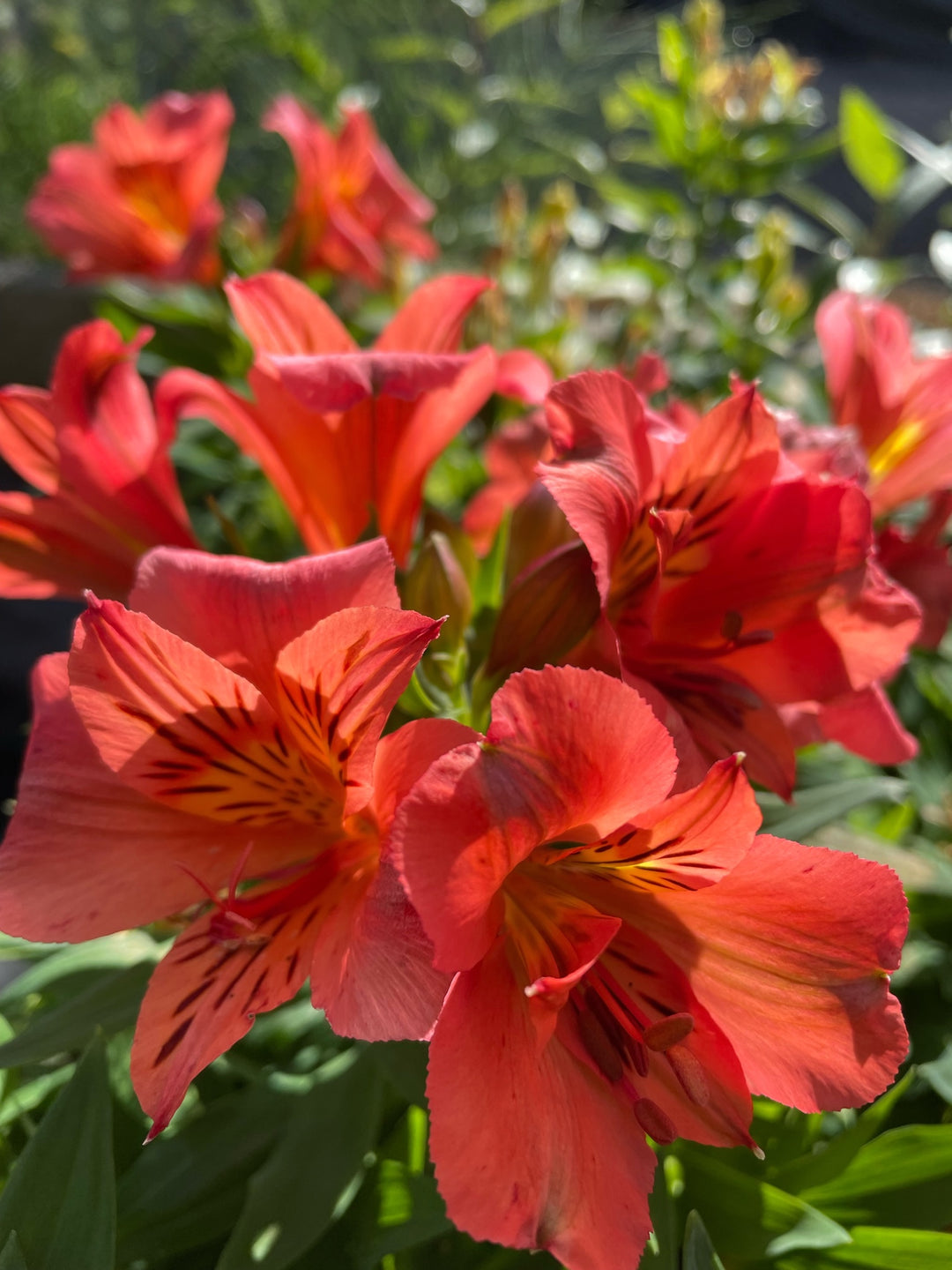 Cascade Cuts Nursery