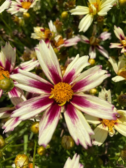 Cascade Cuts Nursery